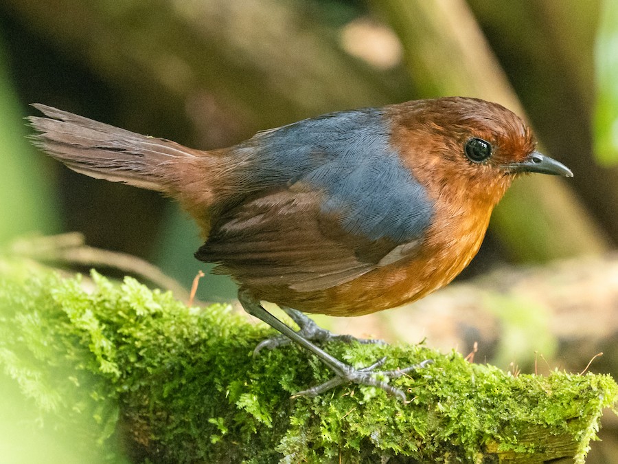 Alicorto de Borneo - eBird