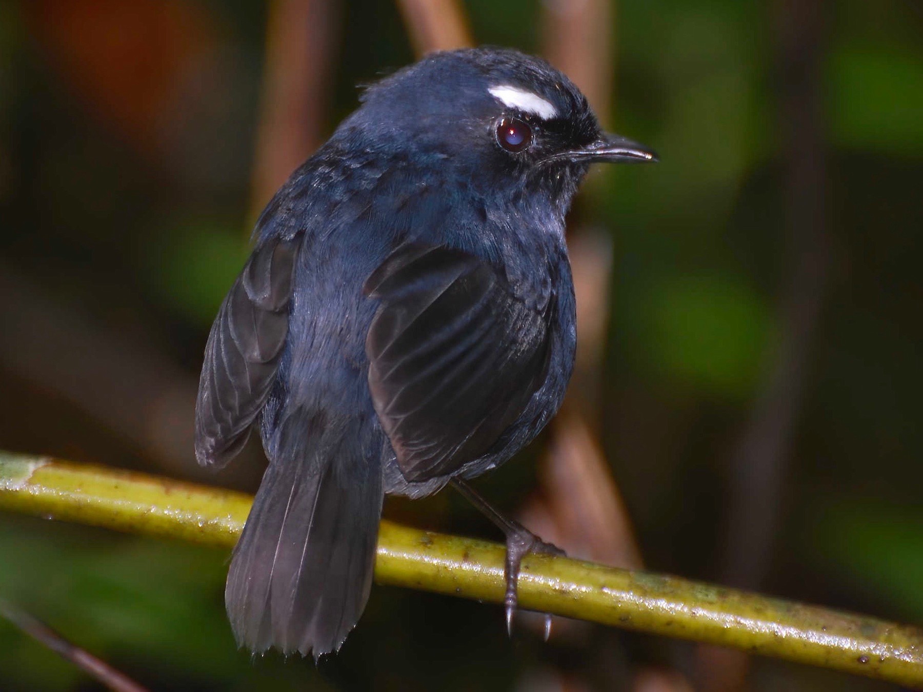 Alicorto de Sumatra - eBird