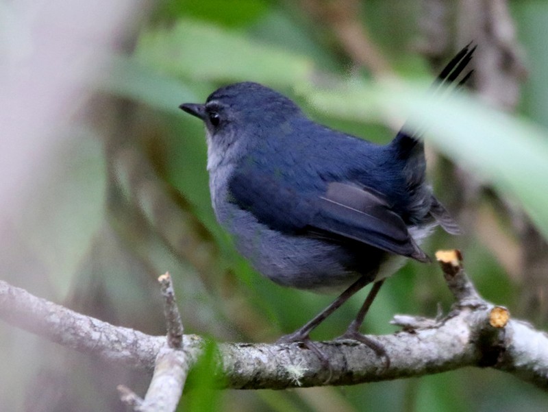 Flores Shortwing - eBird