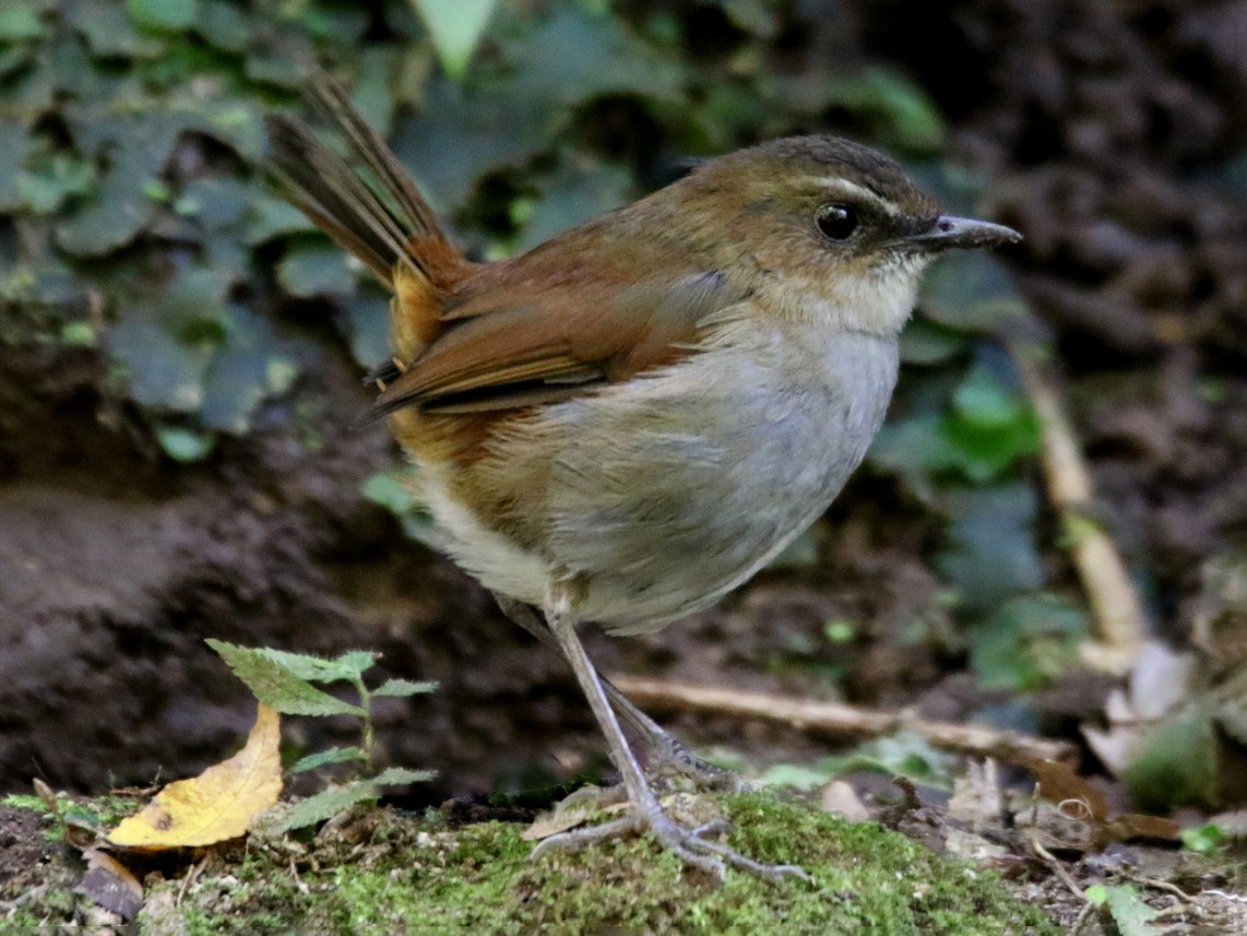 Flores shortwing - eBird