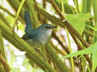 Alicorto de Flores - eBird