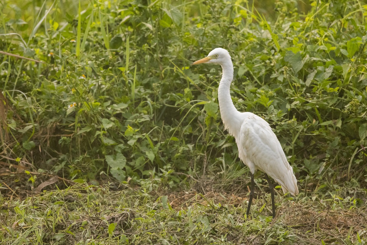 eBird Checklist - 18 Sep 2022 - Yi O - 38 species (+1 other taxa)
