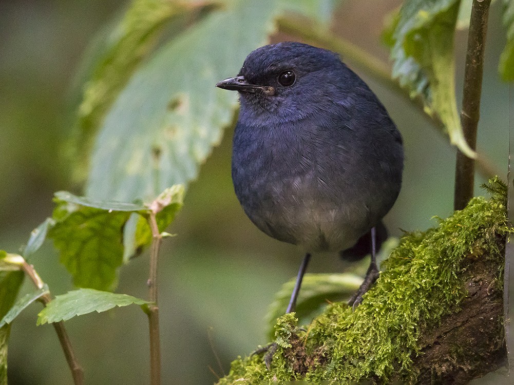 Java-Bergkurzflügel - eBird