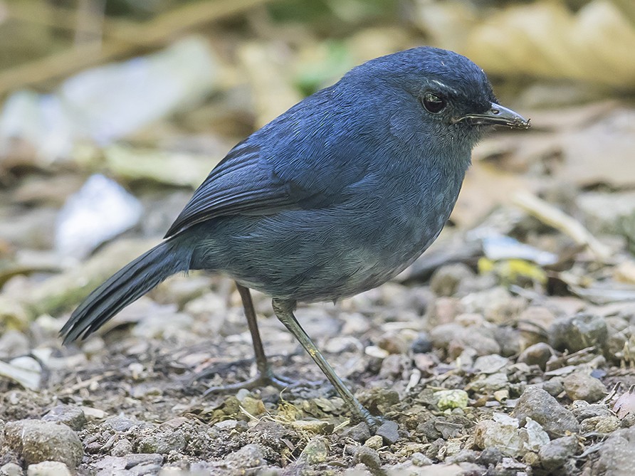 Javan shortwing - eBird