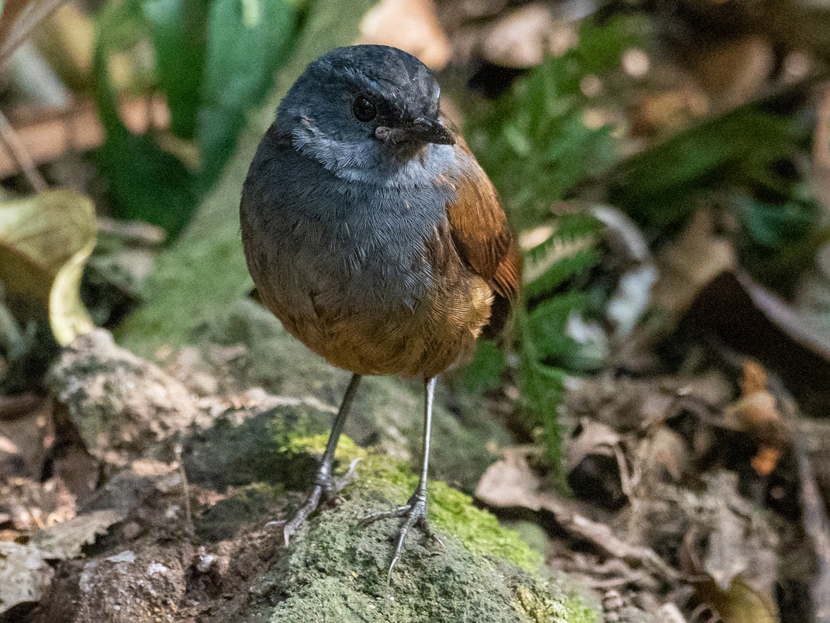 White-browed Shortwing (Javan) - eBird