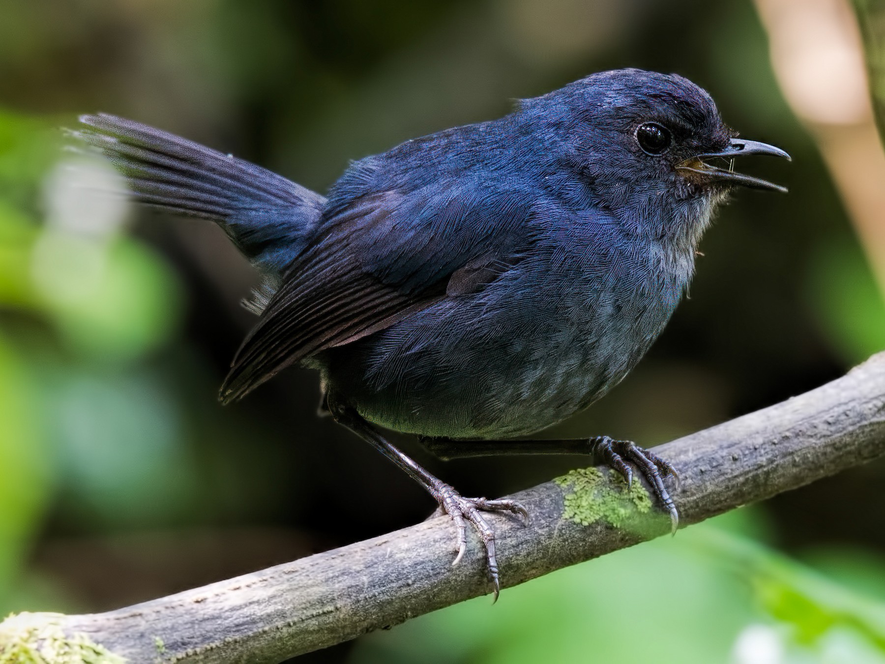 Javan Shortwing - eBird