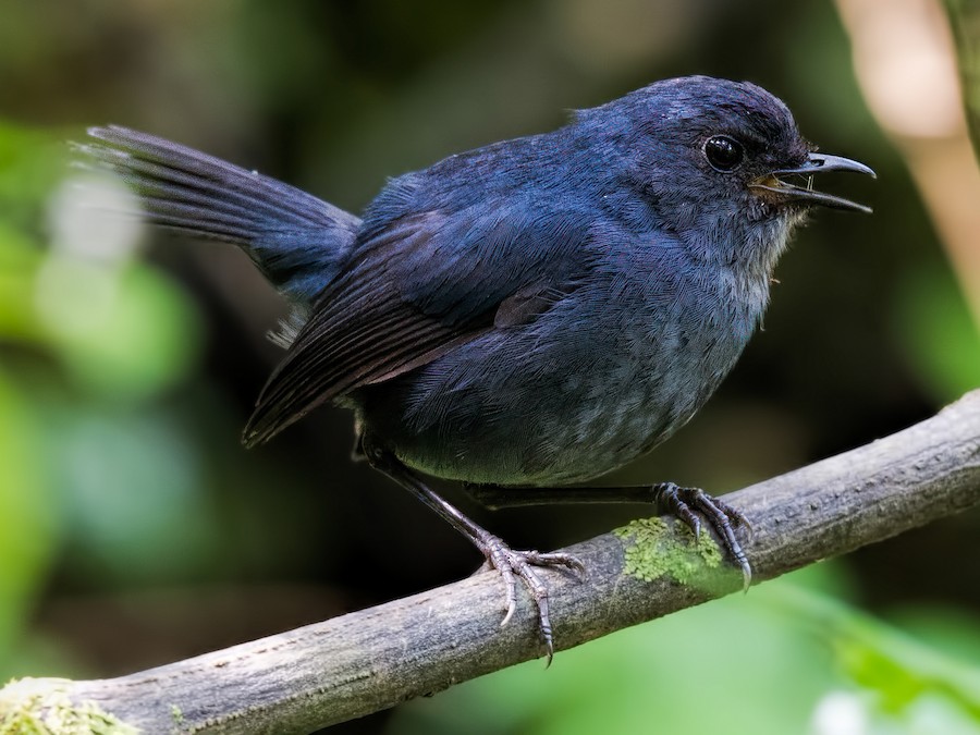 White-browed Shortwing (Javan) - eBird