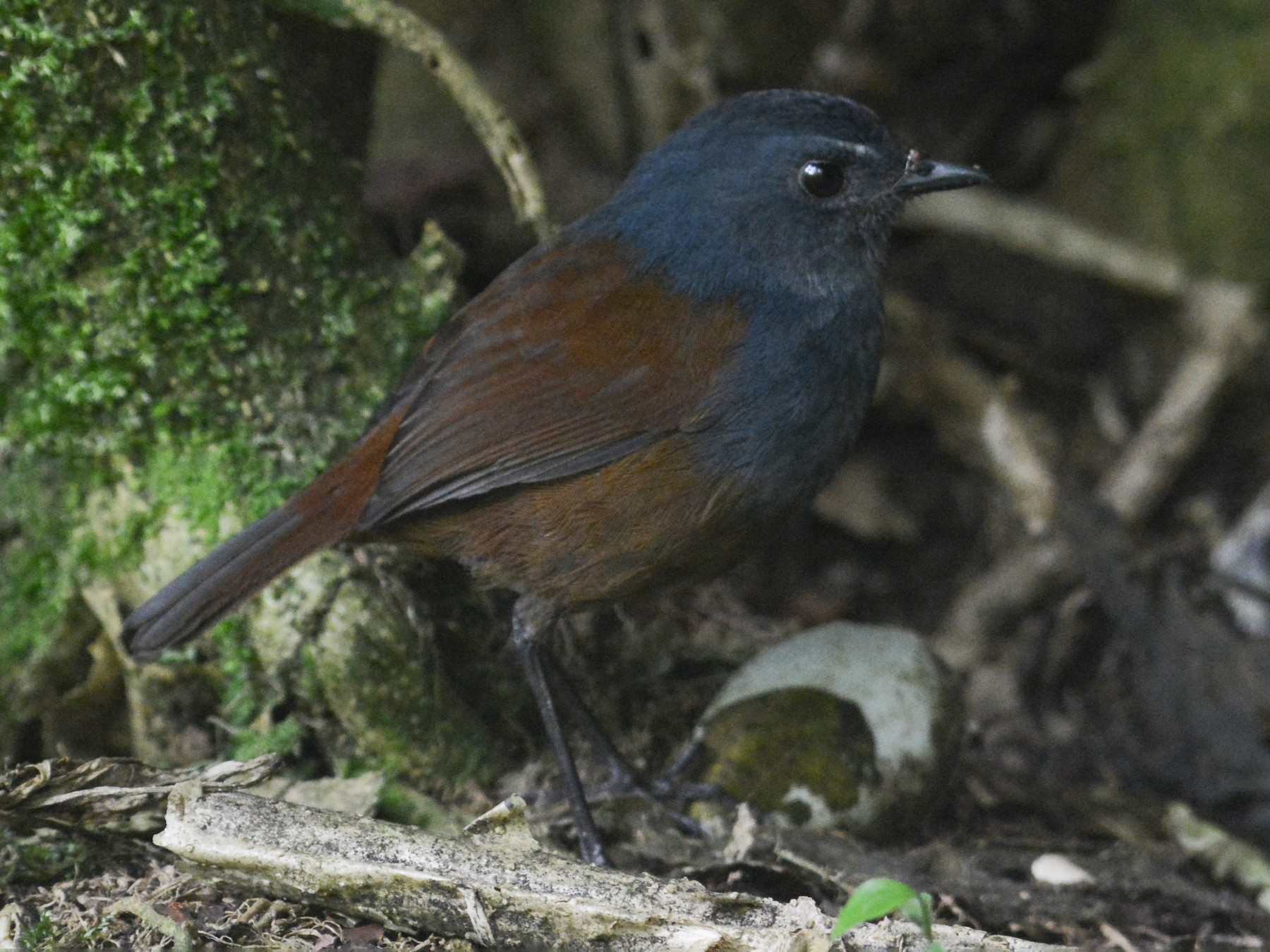 Javan shortwing - eBird