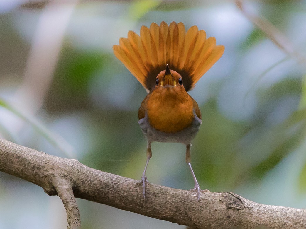 Japanese Robin (Izu) - eBird