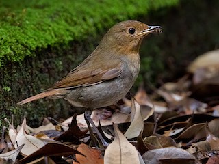 Izu Robin - eBird