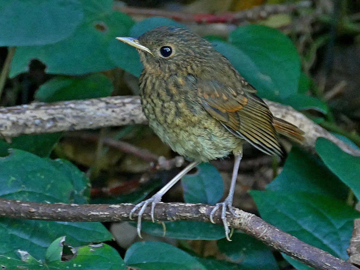 Izu Robin - eBird