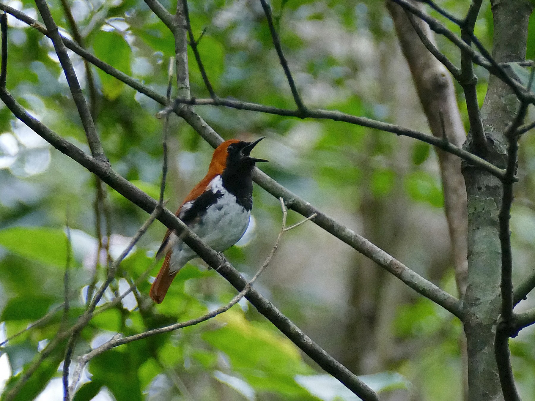 Ryukyu Robin (Ryukyu) - eBird