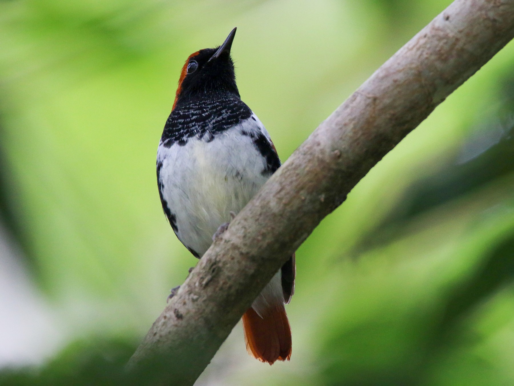 Ryukyu Robin (Ryukyu) - eBird