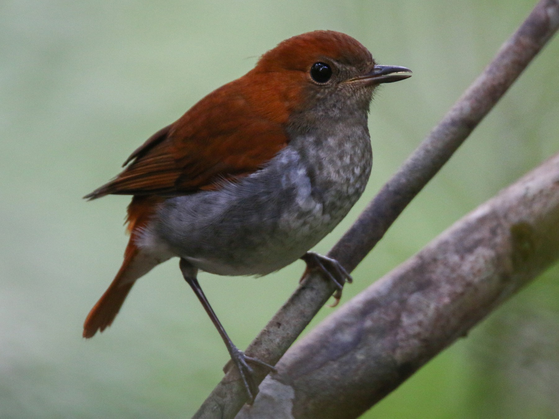 Ryukyu Robin - eBird