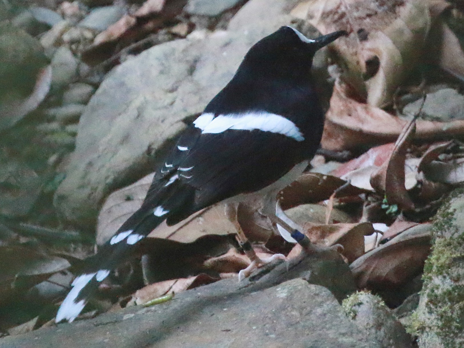 Bornean Forktail - eBird