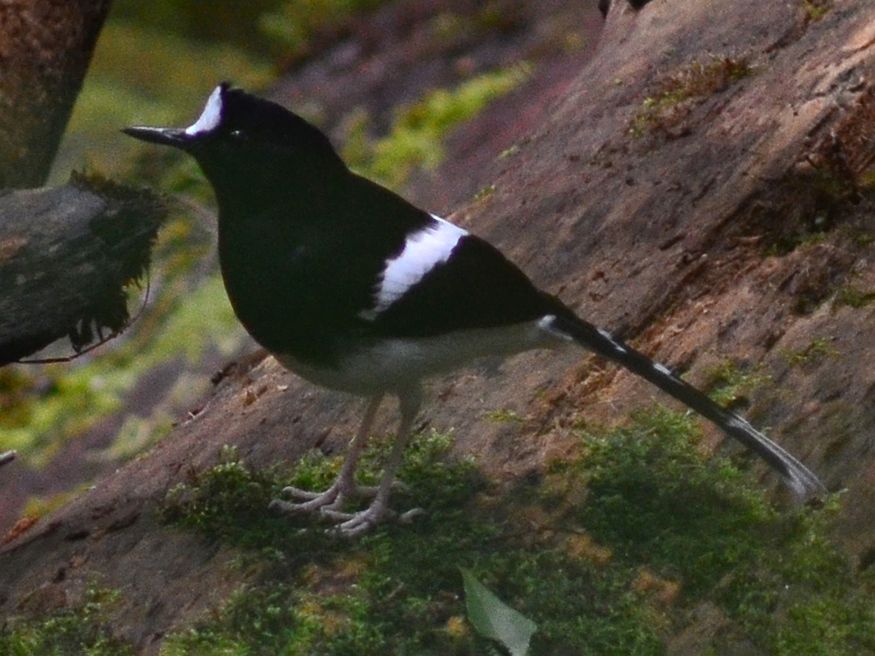 Bornean Forktail - eBird