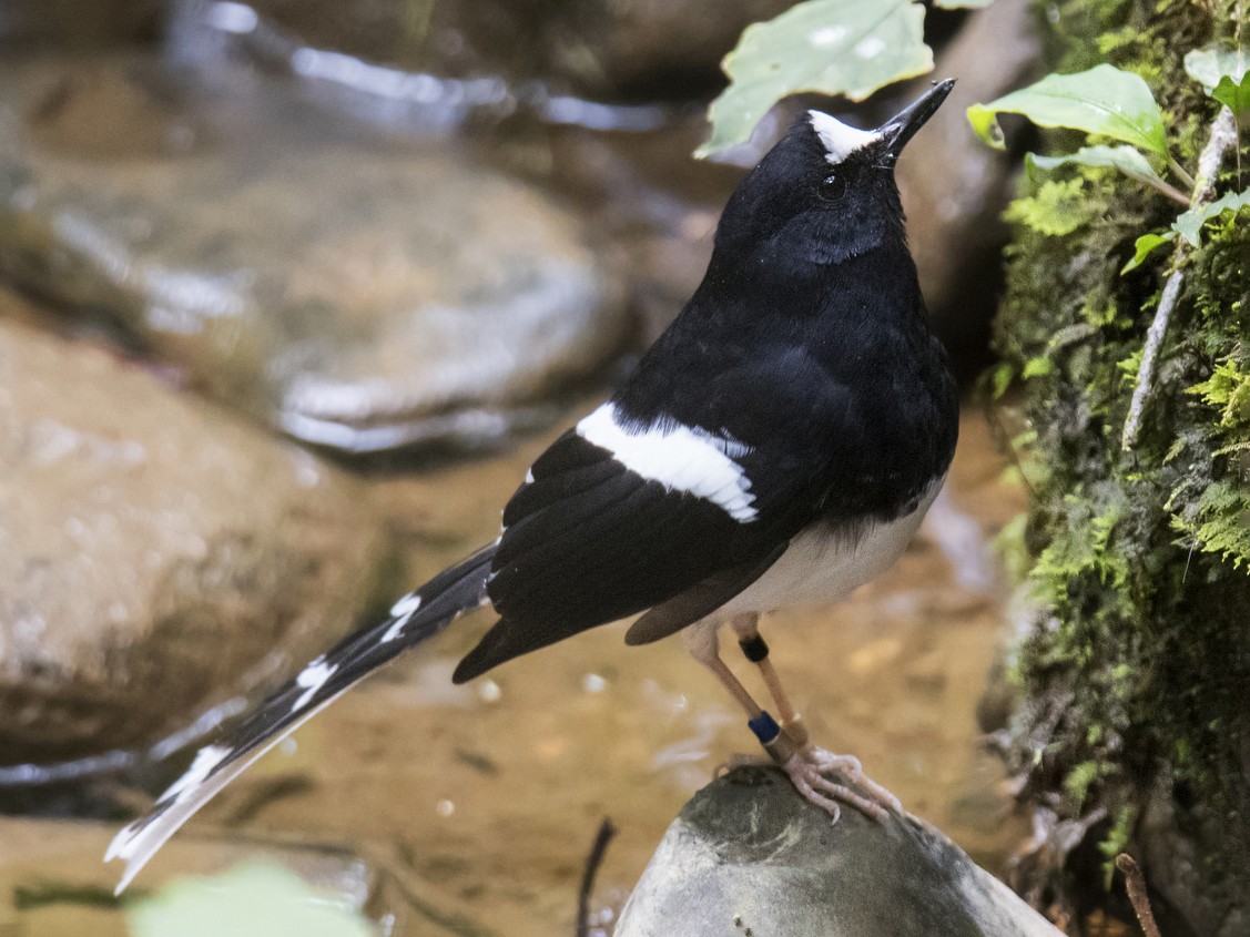 Bornean Forktail - eBird