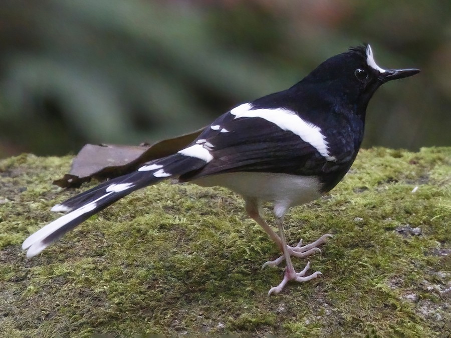 Bornean Forktail - eBird