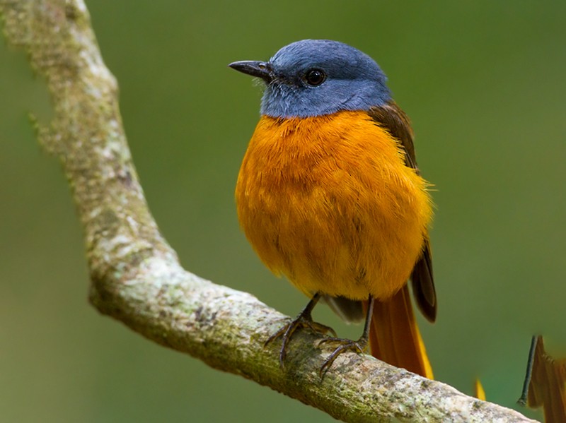 Amber Mountain Rock-Thrush - eBird