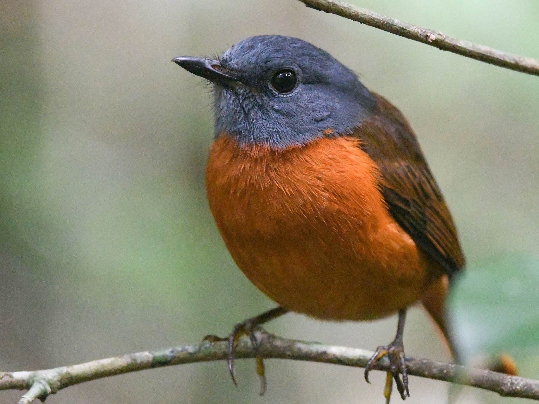Amber Mountain Rock-Thrush - eBird