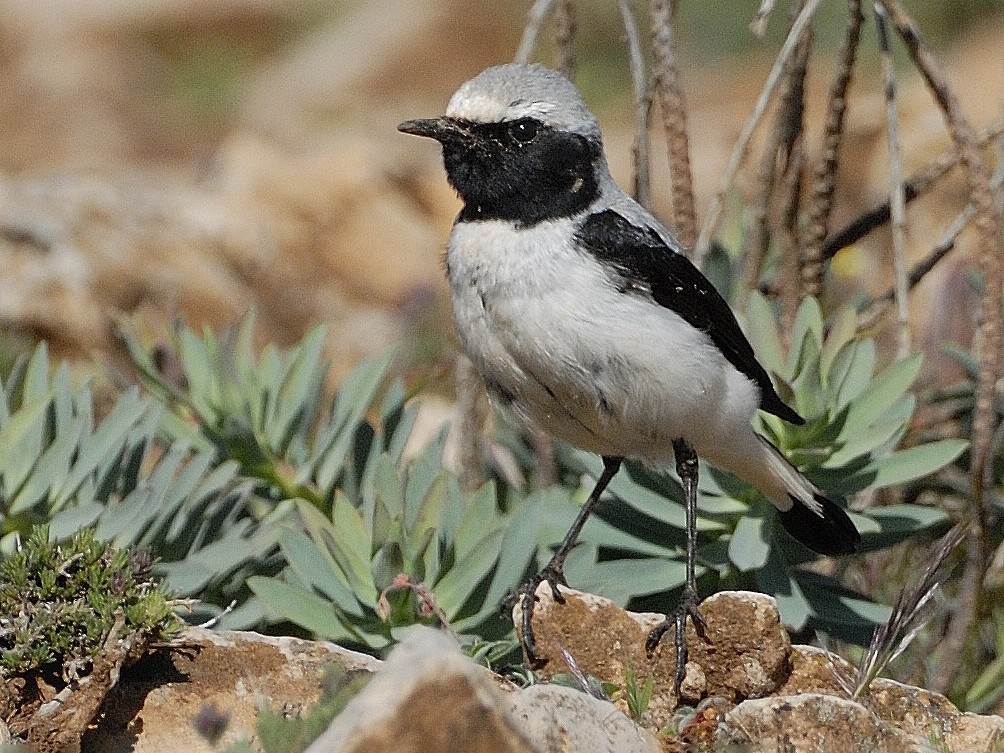 Atlas Wheatear - eBird