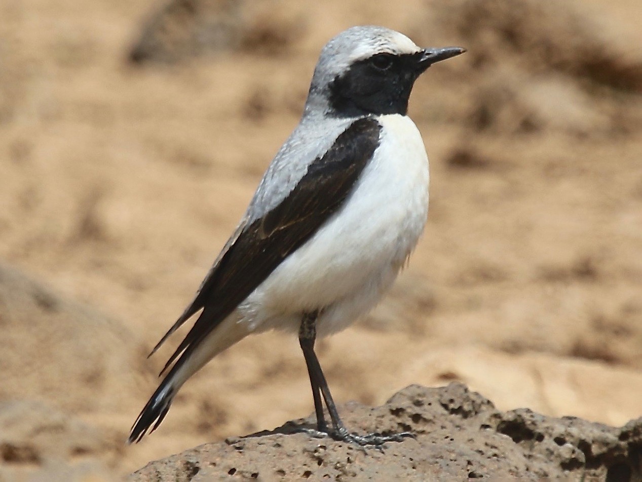 Atlas Wheatear - eBird