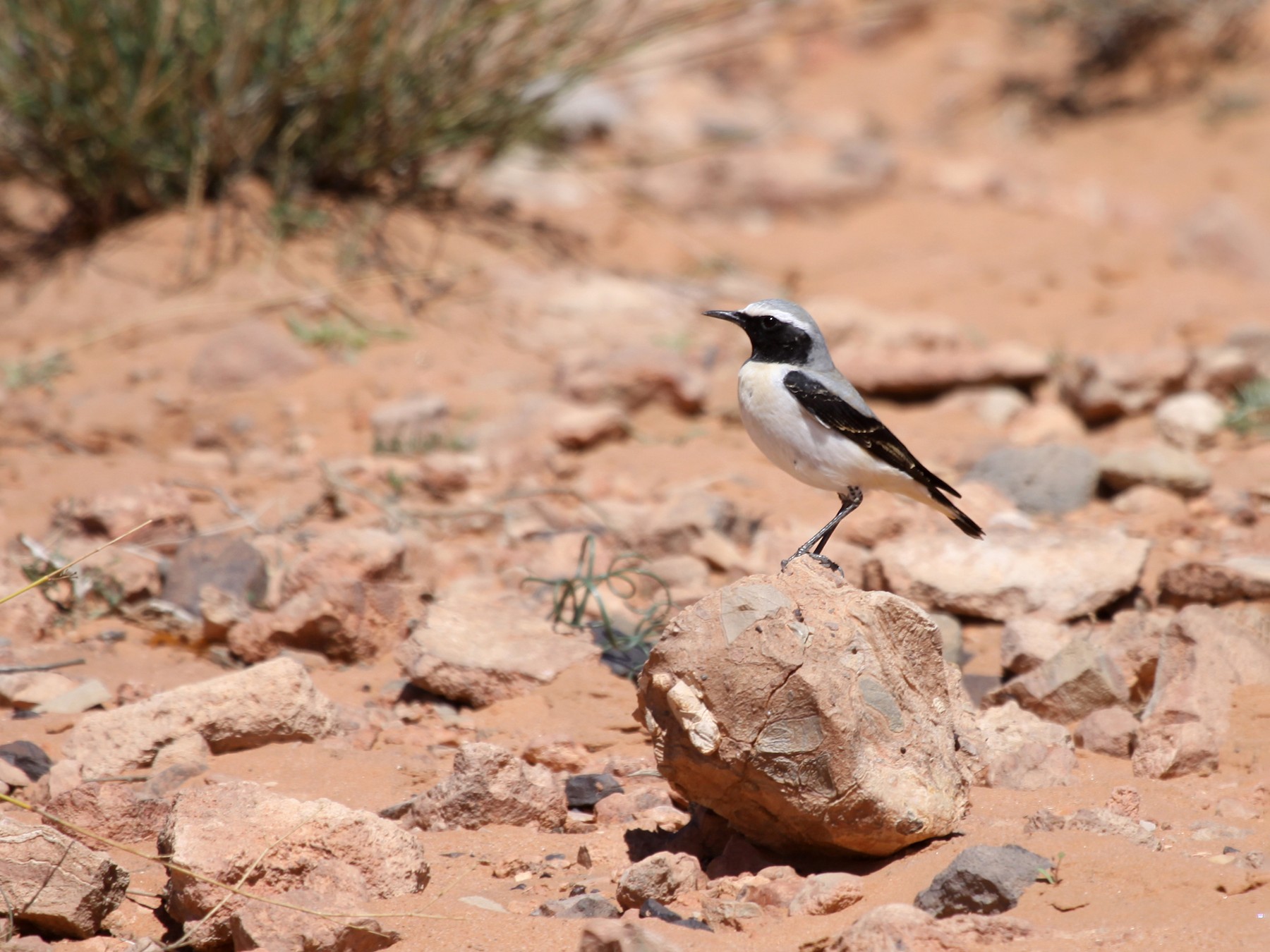 Northern Wheatear (Black-throated) - eBird