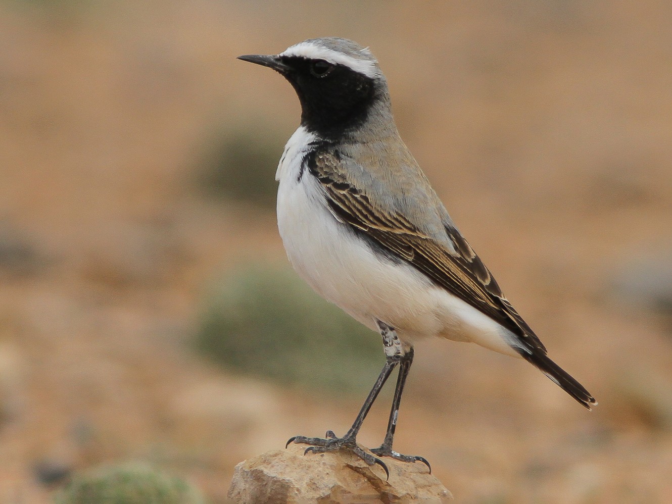 Northern Wheatear (Black-throated) - eBird