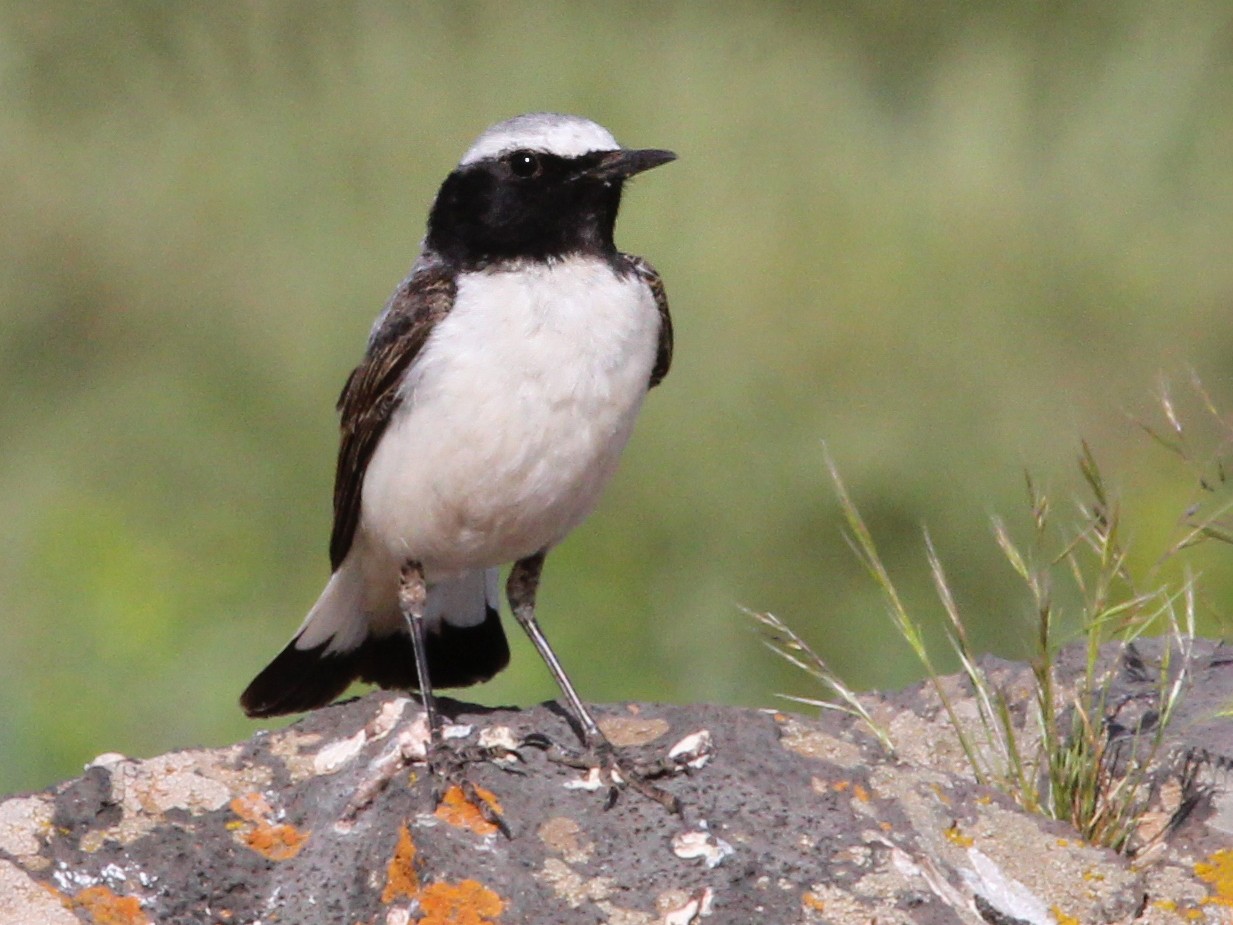 Atlas Wheatear - eBird
