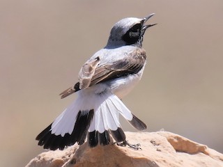 Atlas Wheatear - eBird