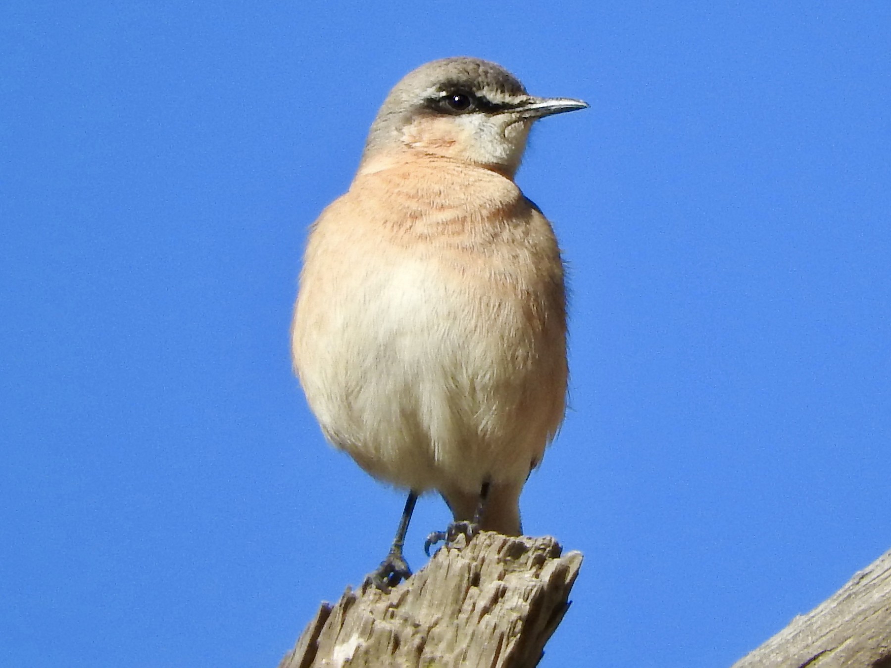 Red-breasted Wheatear (Buff-breasted) - eBird