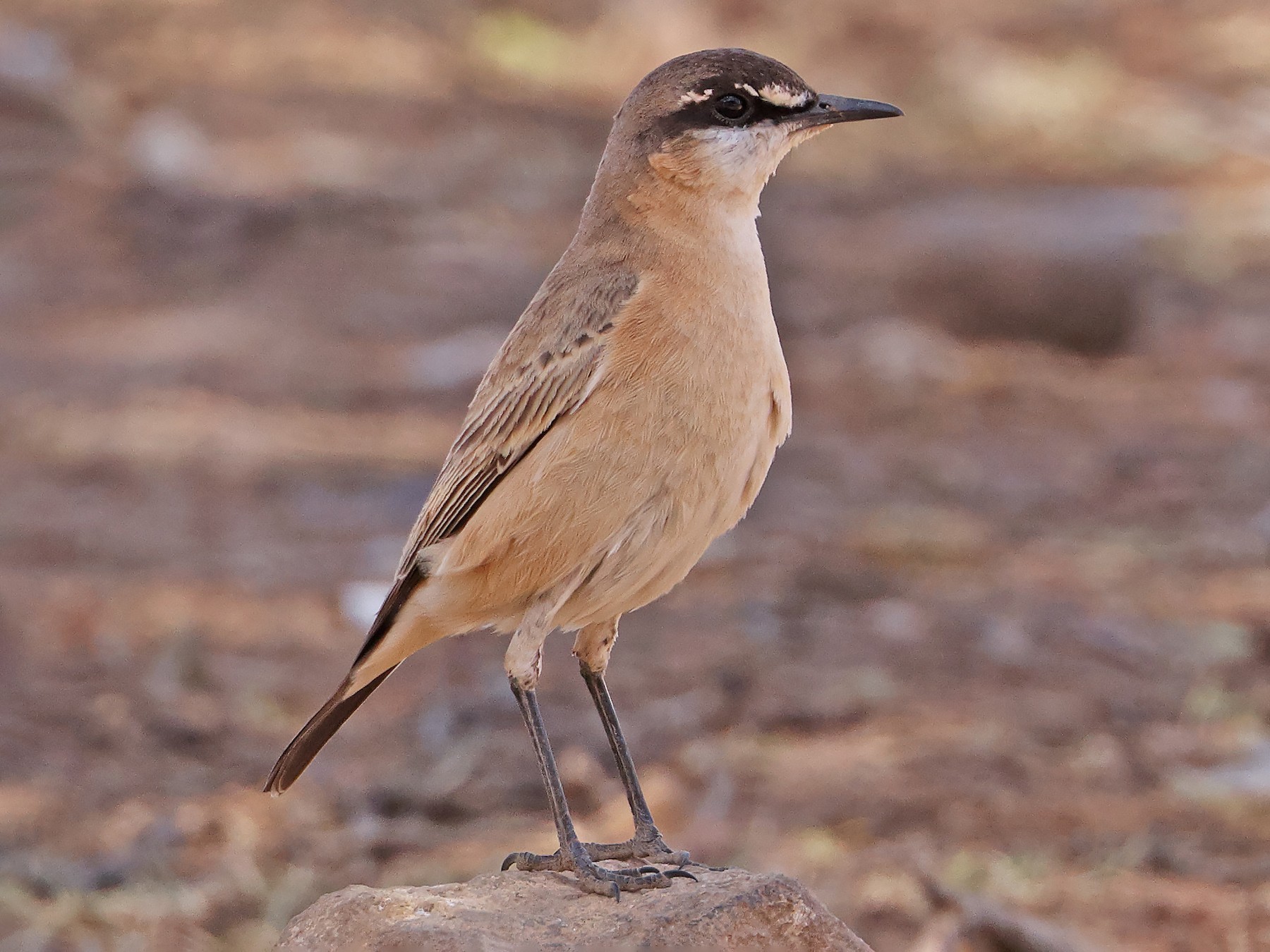 Buff-breasted Wheatear - eBird