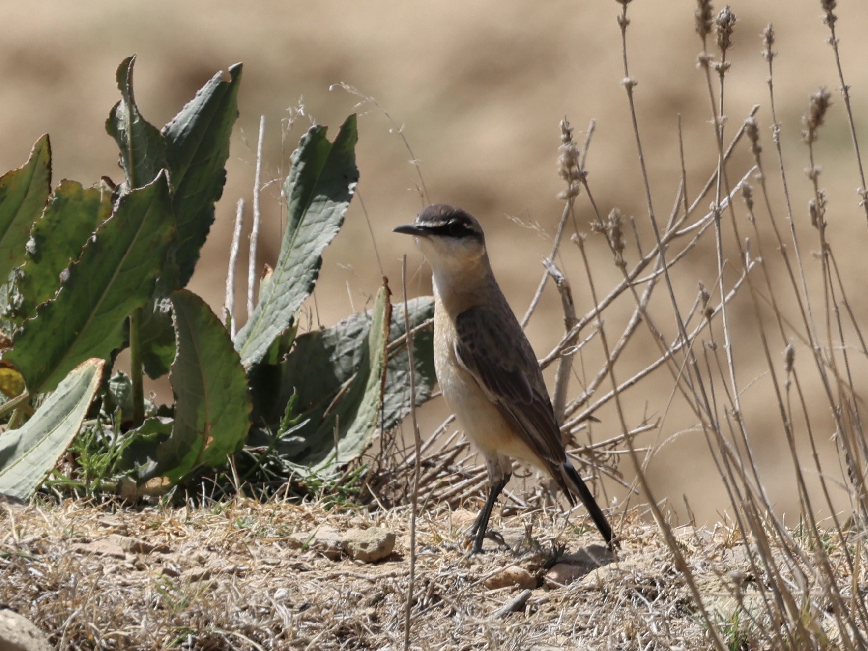 Red-breasted Wheatear (Buff-breasted) - eBird