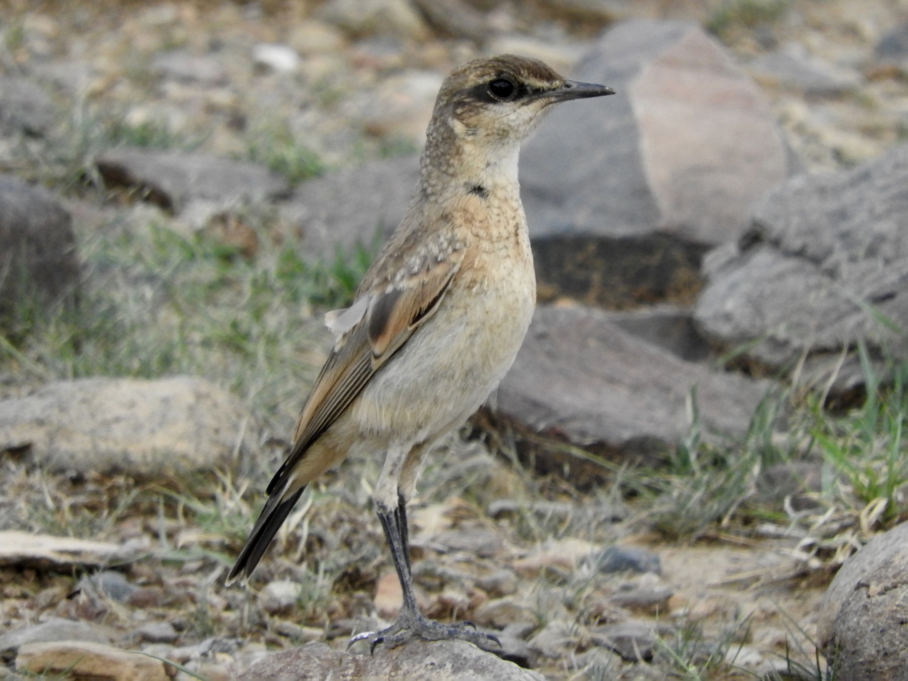 Buff-breasted Wheatear - eBird