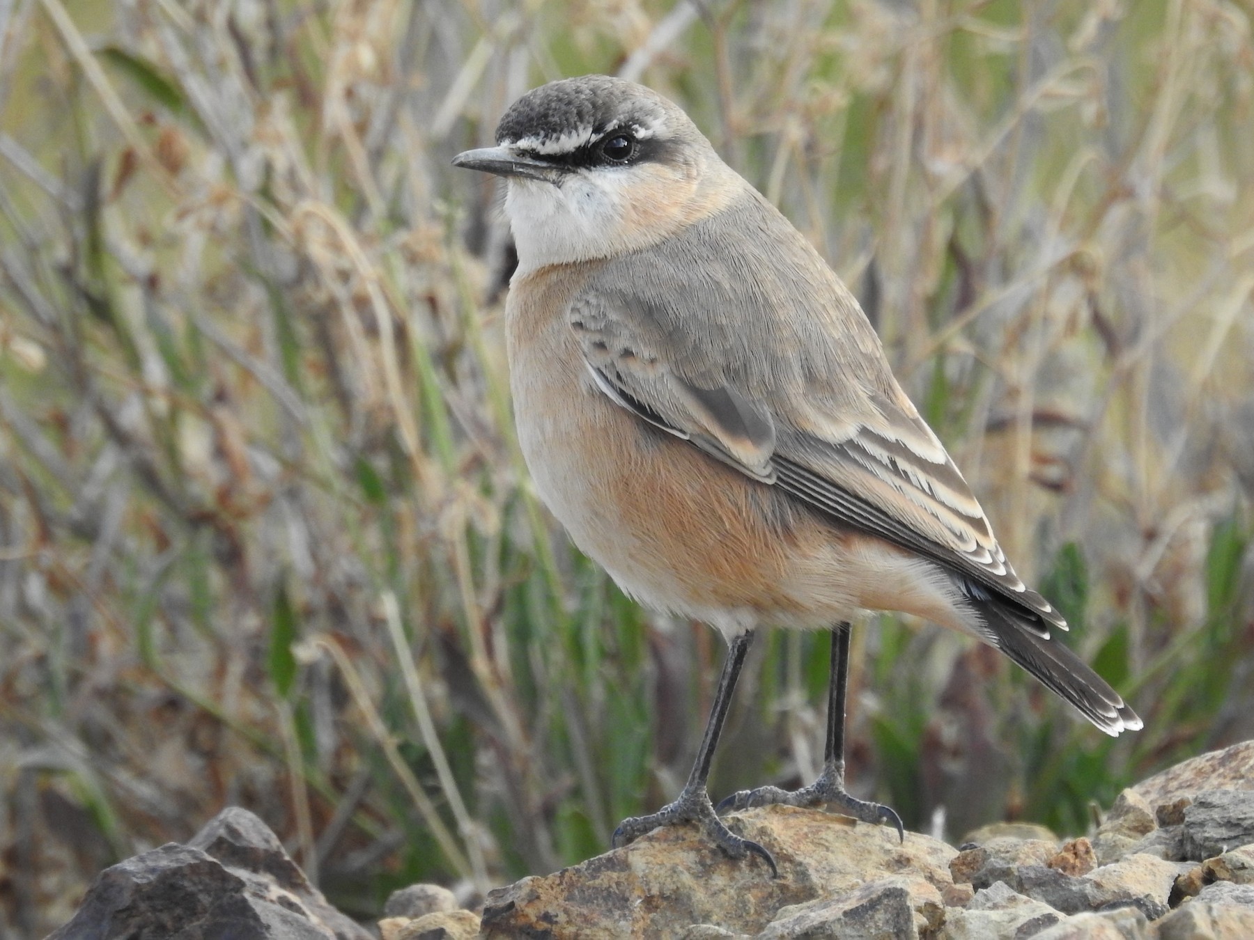 Buff-breasted Wheatear - eBird
