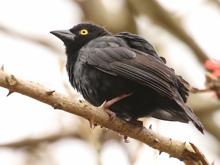 Vieillot's Black Weaver - eBird