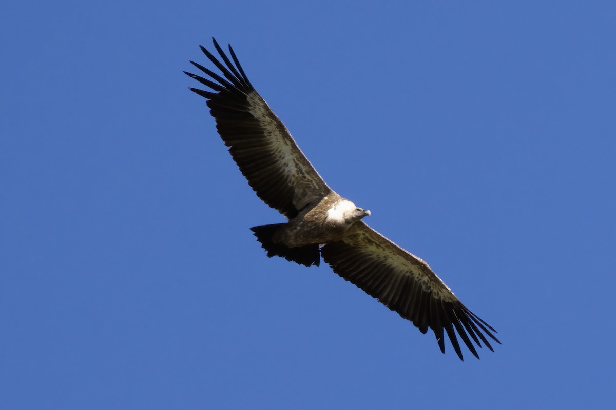 eBird Checklist - 11 Sep 2022 - Mt. Voras (Kaimaktsalan)--Ski center ...