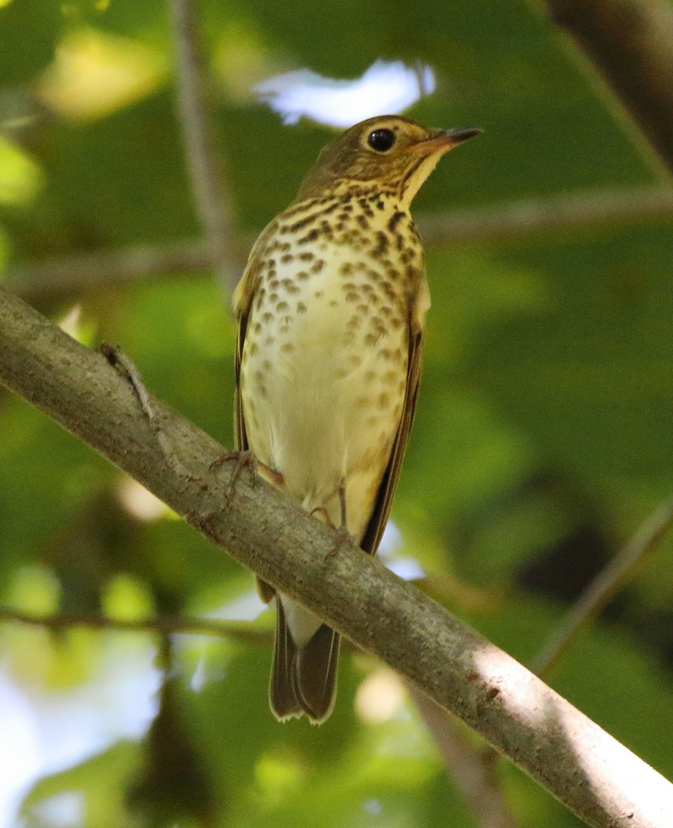 Maryland-DC Breeding Bird Atlas Checklist - 21 Sep 2022 - Deer Creek ...