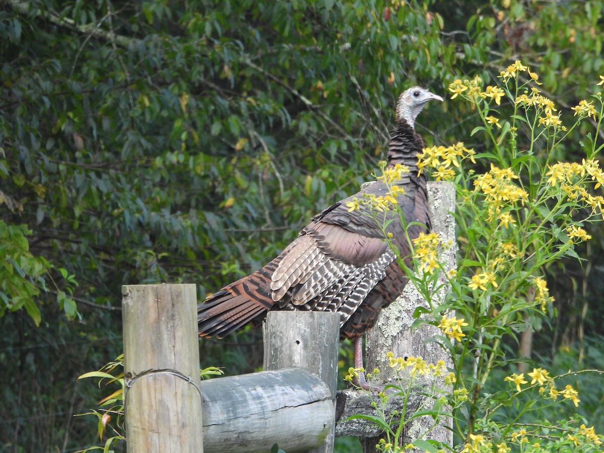 eBird Checklist - 19 Sep 2022 - Warren Wilson College--Owen Park - 44 ...