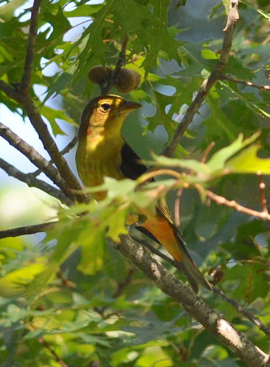 North Carolina Bird Atlas Checklist - 21 Sep 2022 - Three Oaks - 5 species