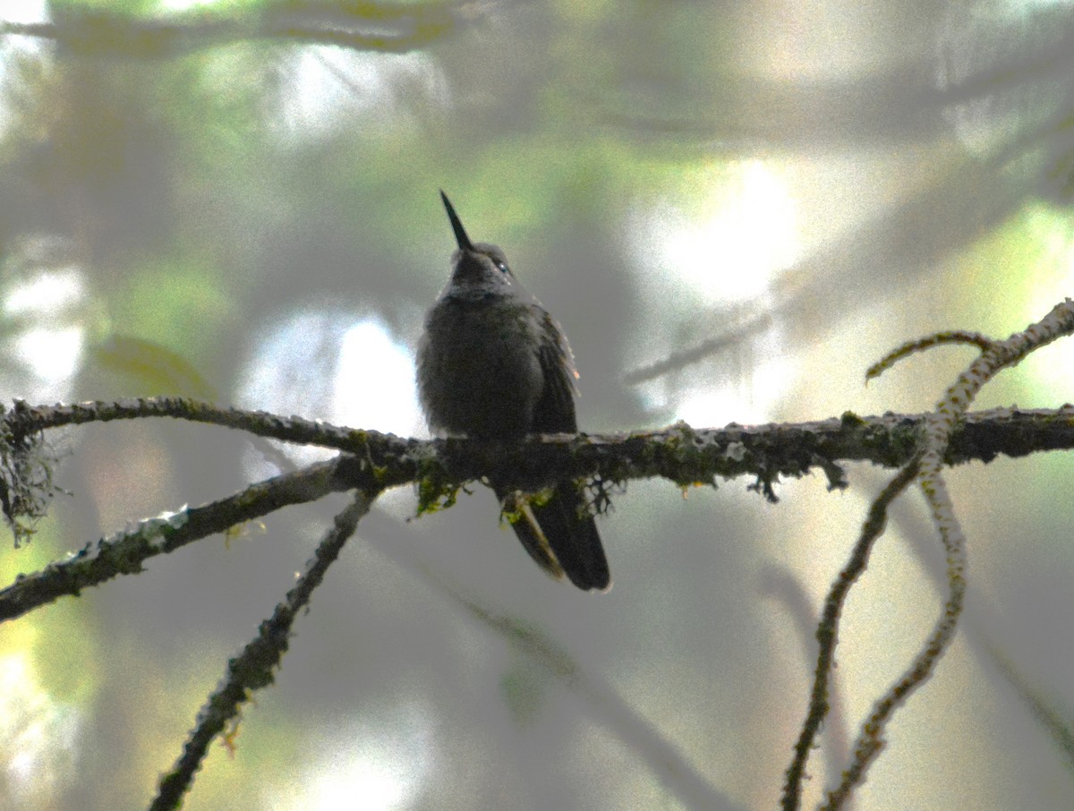 eBird Checklist - 16 Sep 2022 - Sendero Ecológico El Aprisco - 4 species