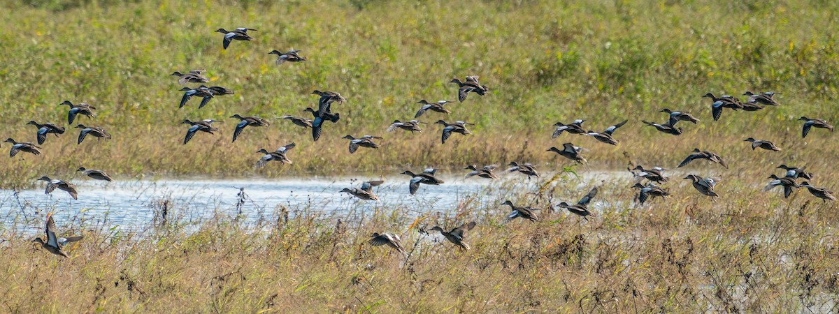 eBird Checklist - 21 Sep 2022 - Loess Bluffs NWR - 34 species (+1 other ...