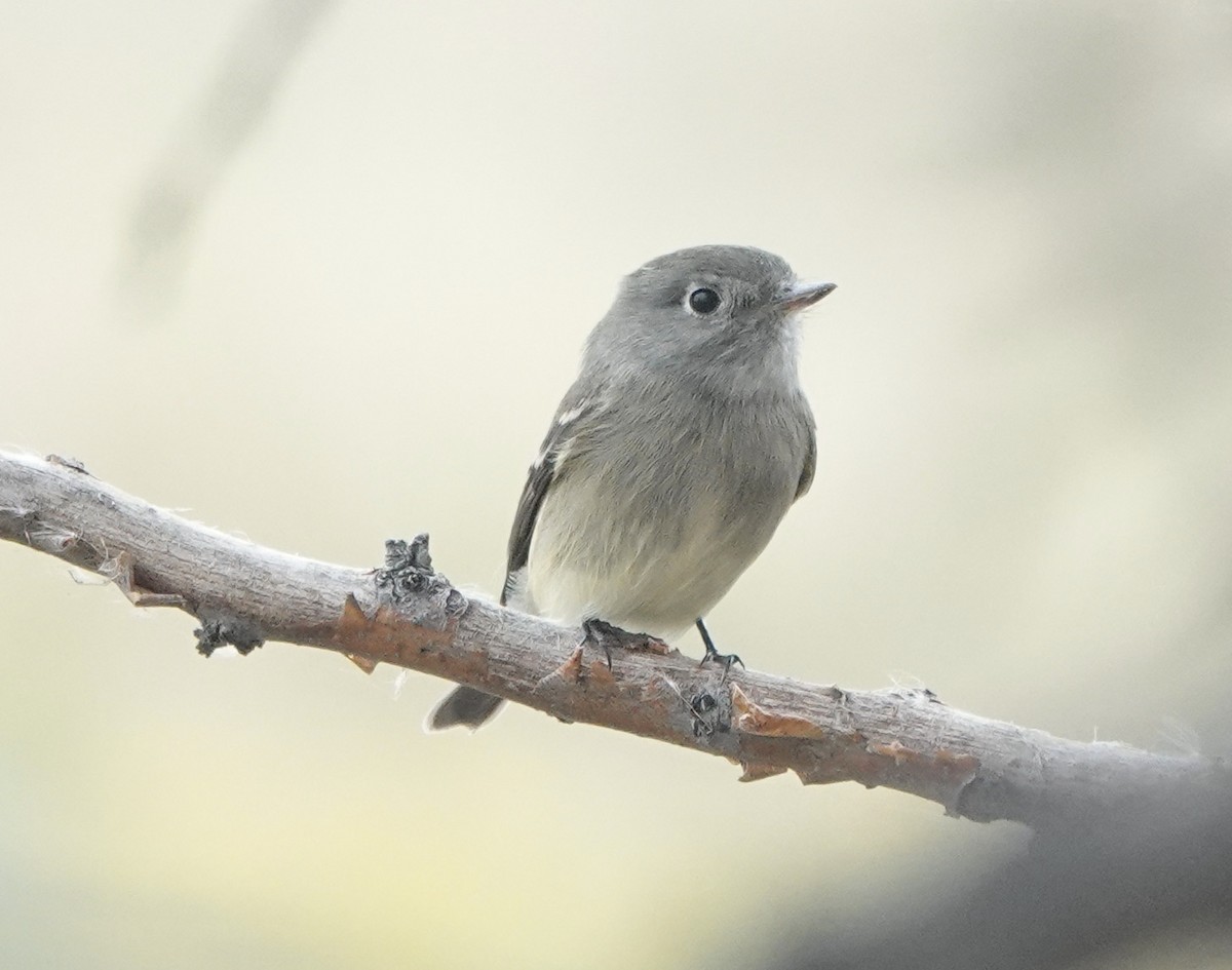 ML486337431 - Hammond's Flycatcher - Macaulay Library