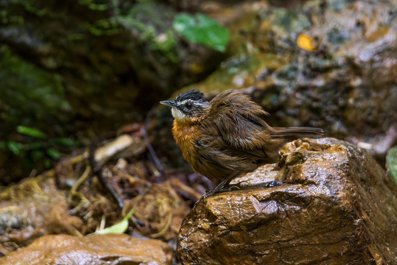 Malayan/Bornean Black-capped Babbler - eBird