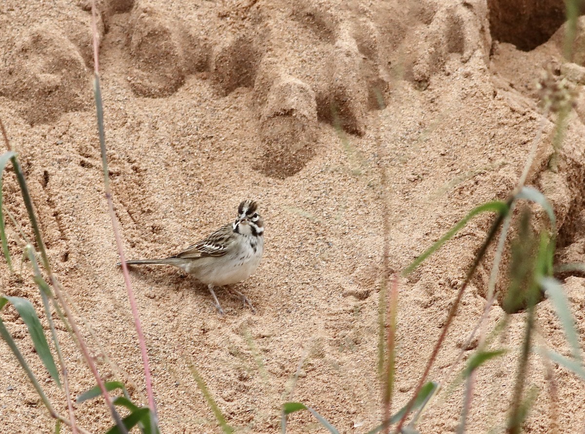eBird Checklist - 22 Sep 2022 - Hartlen Point - 52 species (+1 other taxa)
