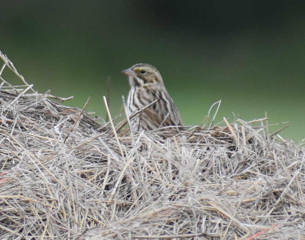eBird Checklist - 21 Sep 2022 - cook's road - 5 species (+1 other taxa)