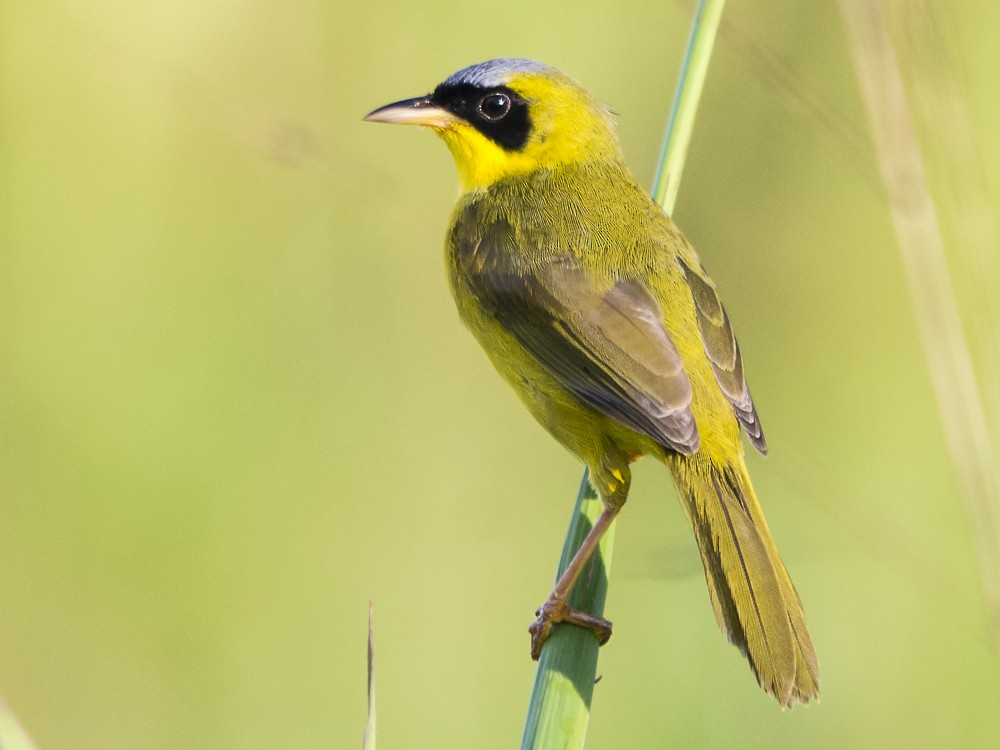 Masked Yellowthroat - eBird