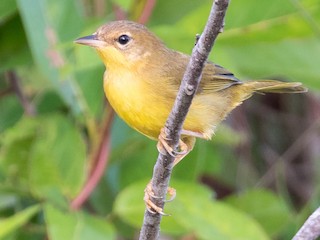 Masked Yellowthroat - eBird