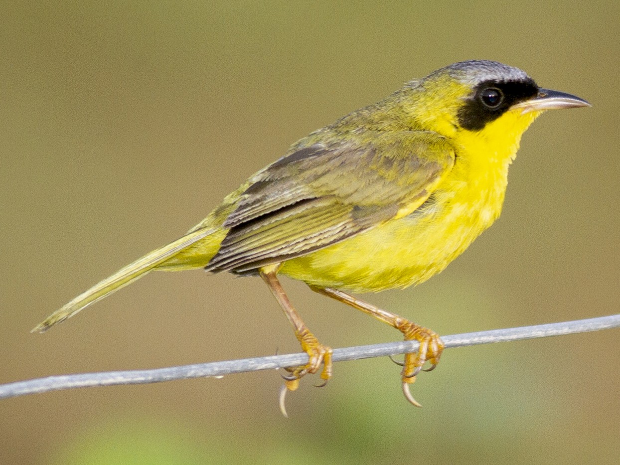 Masked Yellowthroat - eBird