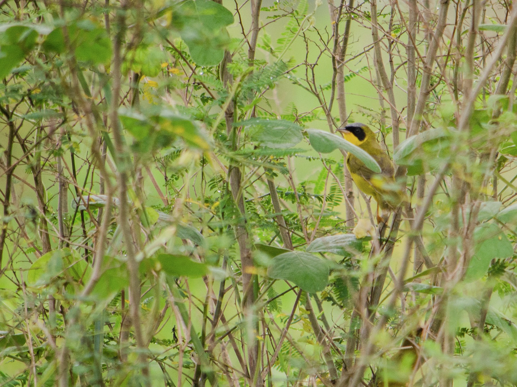 Masked Yellowthroat - eBird